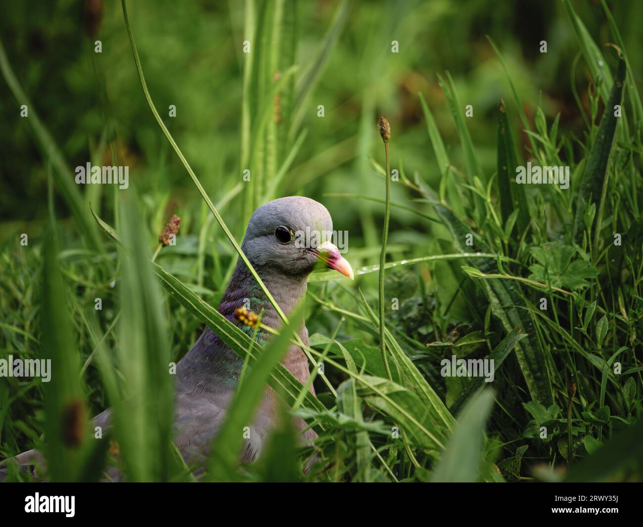 Rummaging hi-res stock photography and images - Alamy