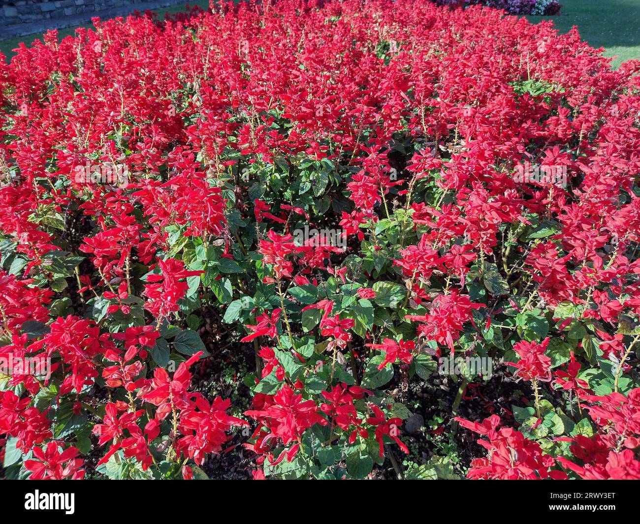 Bonfire salvia flowers in Romania. Salvia splendens Stock Photo - Alamy