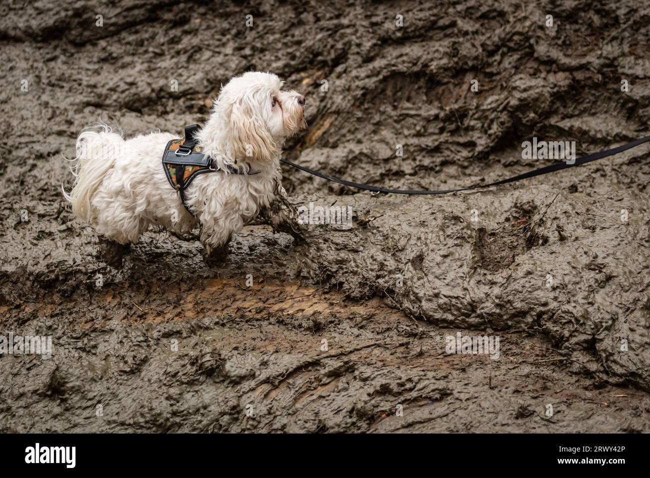 small white maltese dog in the mud Stock Photo - Alamy
