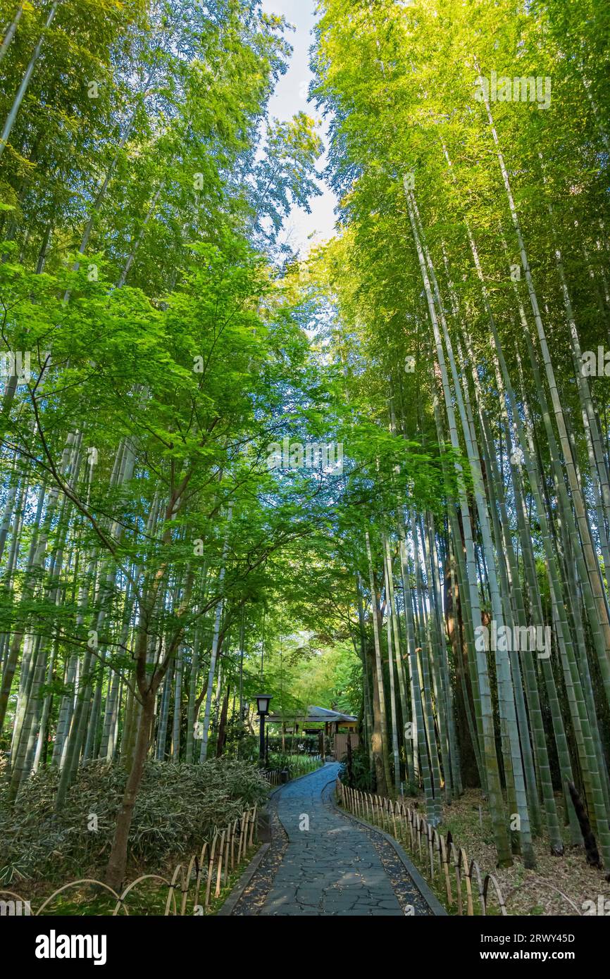 Bamboo street light hi-res stock photography and images - Alamy
