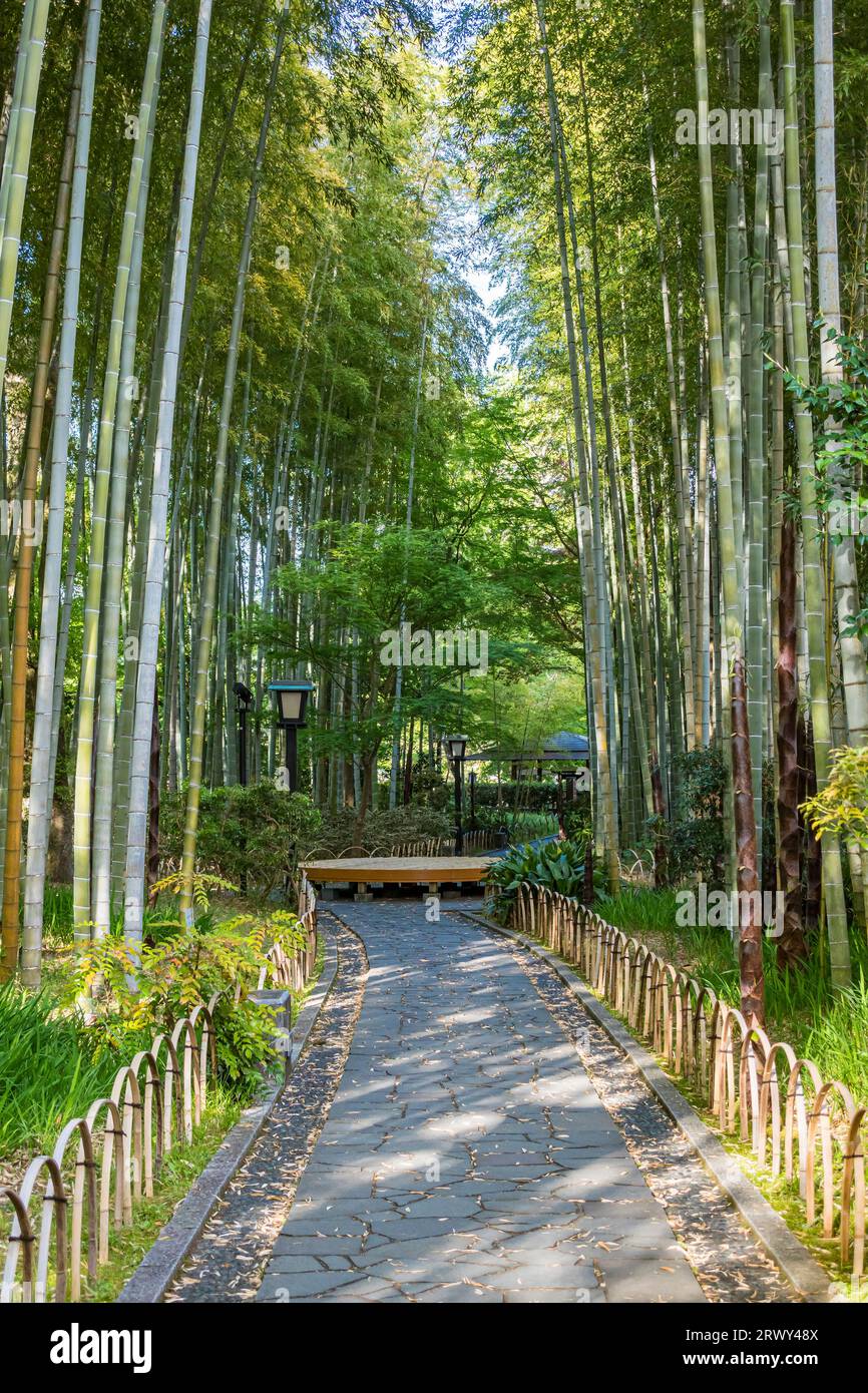 Bamboo forest path izu japan hi-res stock photography and images - Alamy