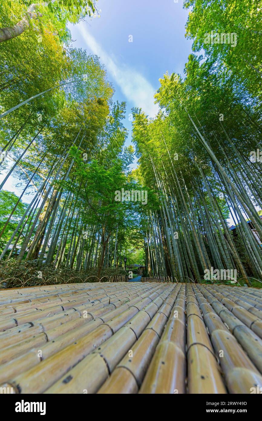 Tree surround bench hi-res stock photography and images - Alamy