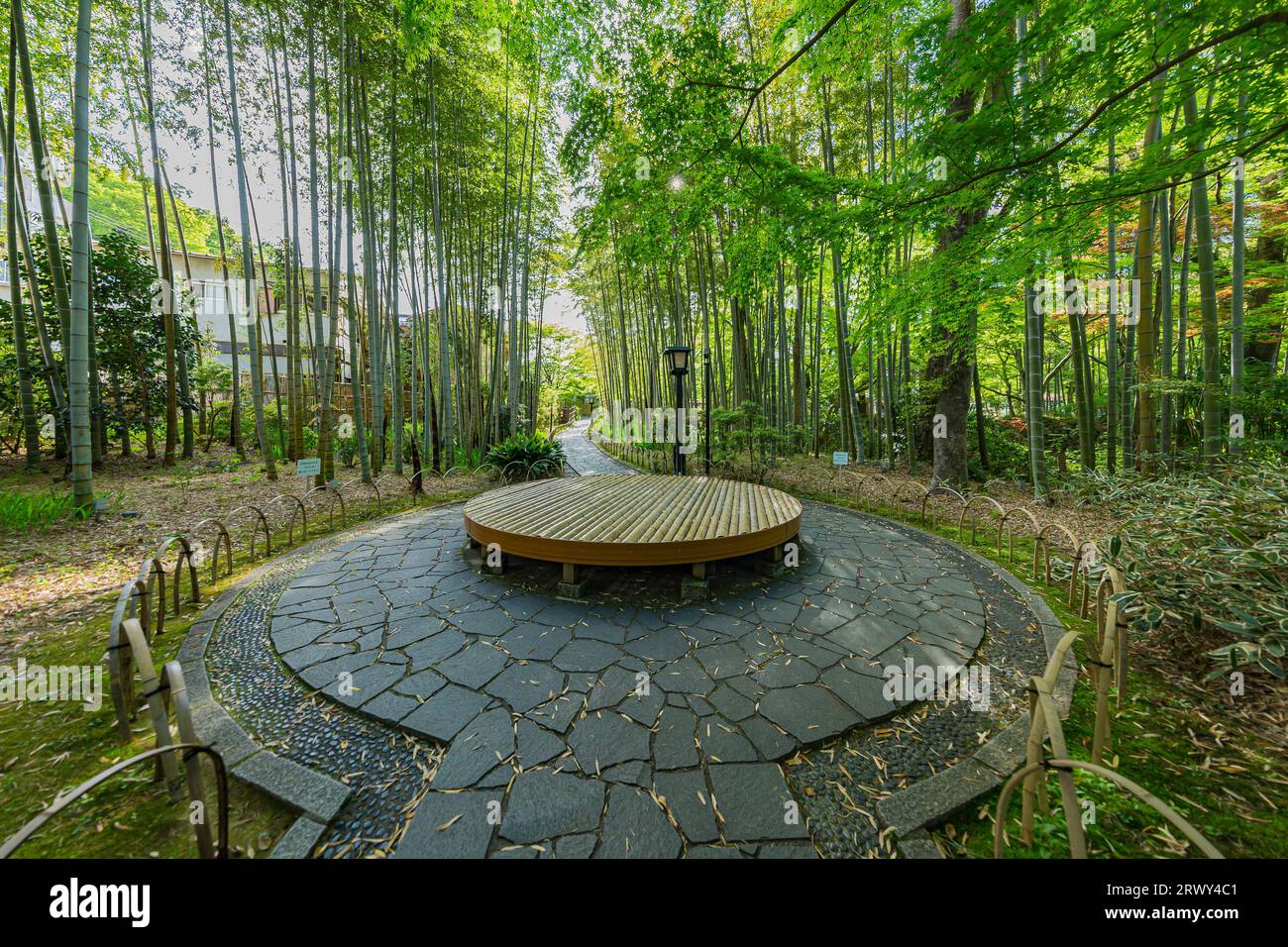 Shuzenji Onsen The path through the bamboo grove surrounded by fresh ...