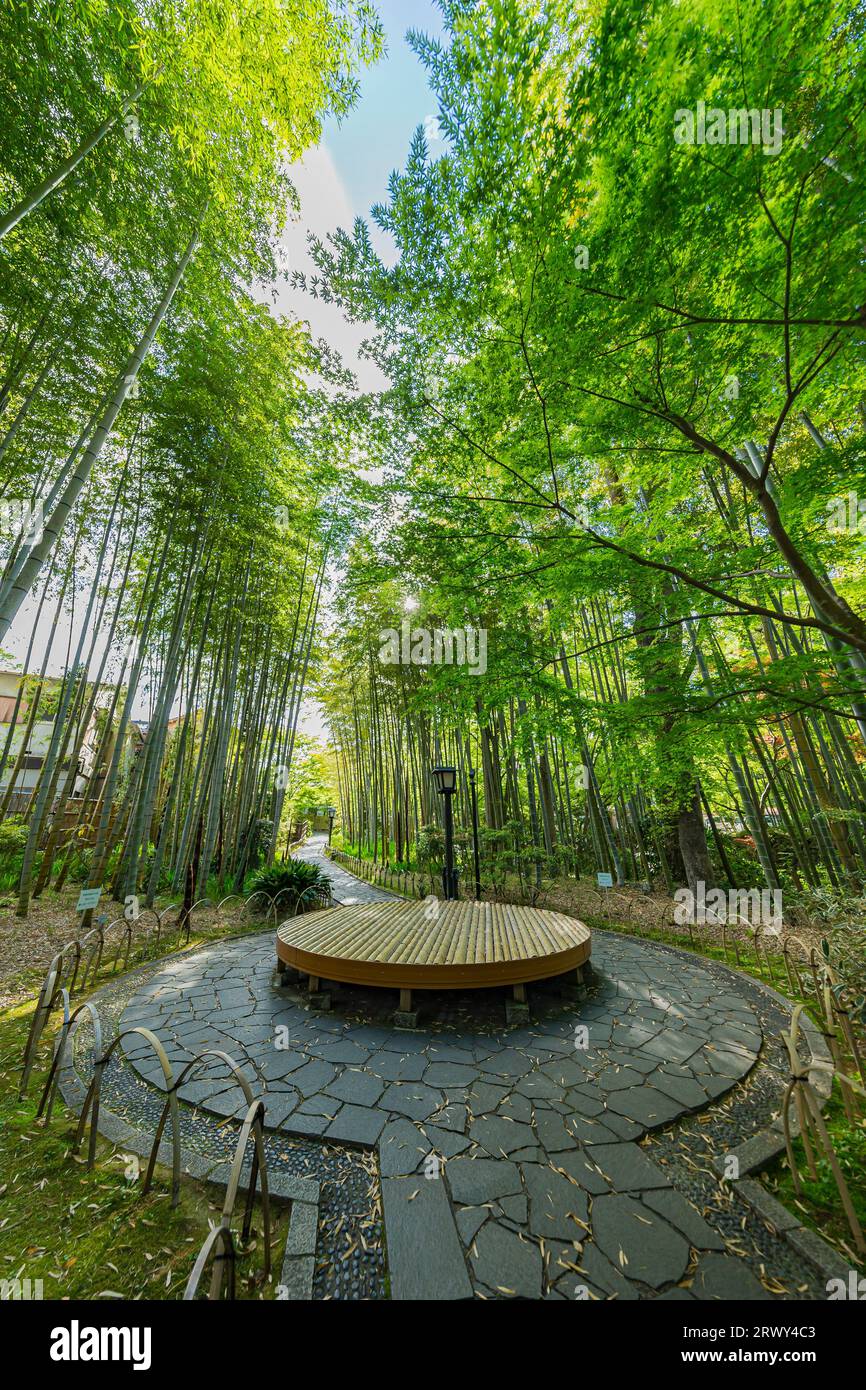 Shuzenji Onsen The path through the bamboo grove surrounded by fresh ...
