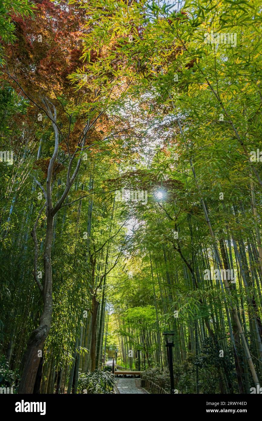 Shuzenji Onsen The small path of the bamboo grove surrounded by fresh ...