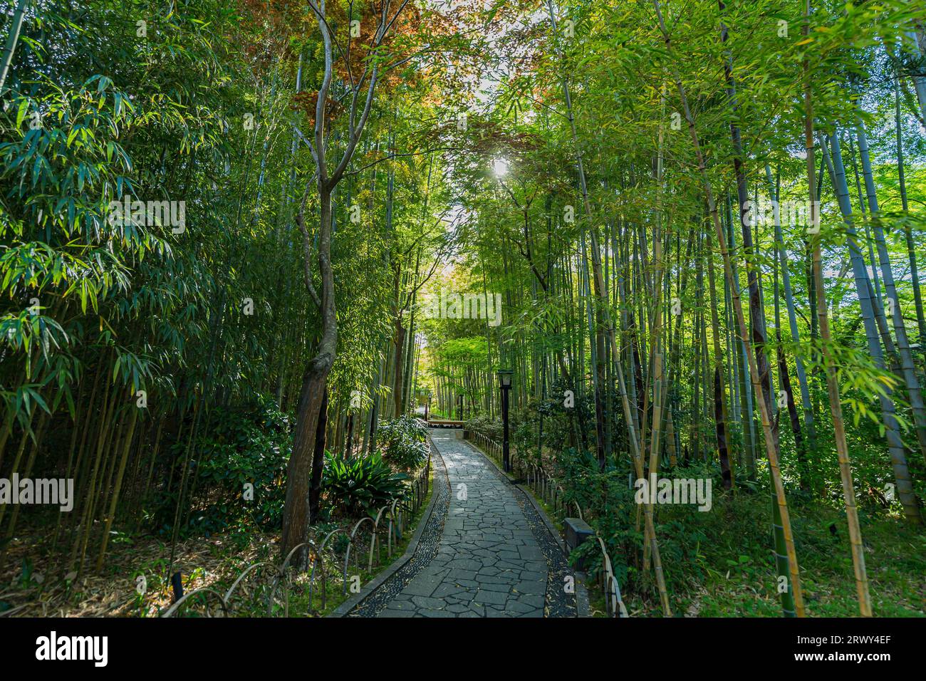 Bamboo forest path izu japan hi-res stock photography and images - Alamy