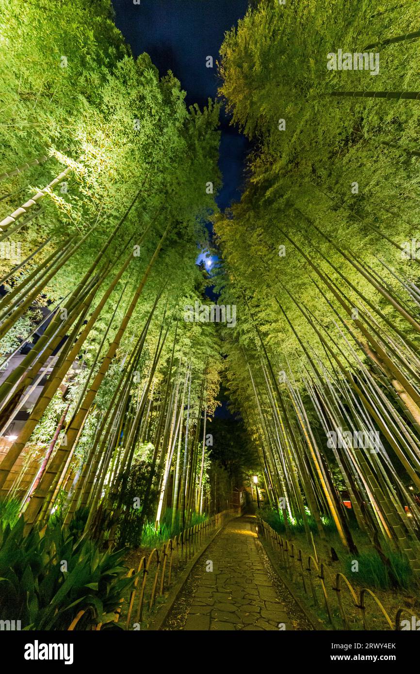 Shuzenji Onsen The path through the bamboo grove surrounded by fresh ...