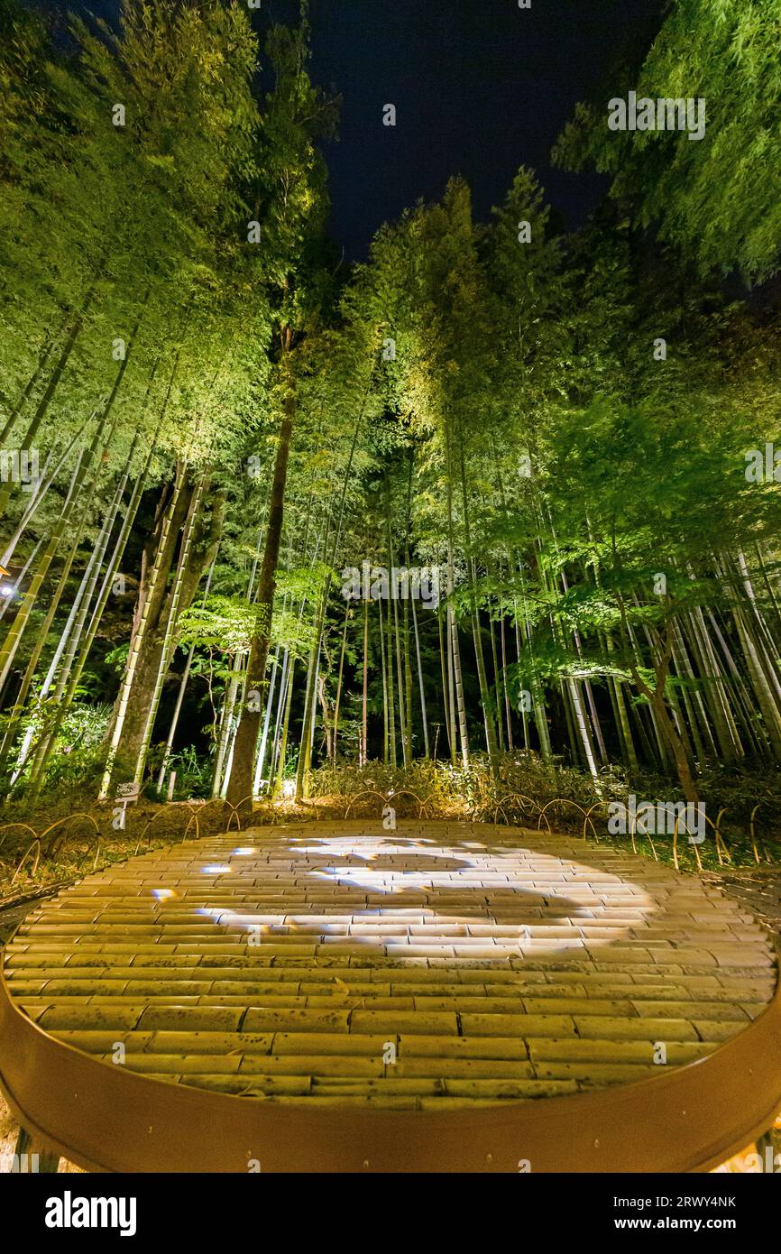 Shuzenji Onsen A circular bench on which a path through a bamboo grove ...