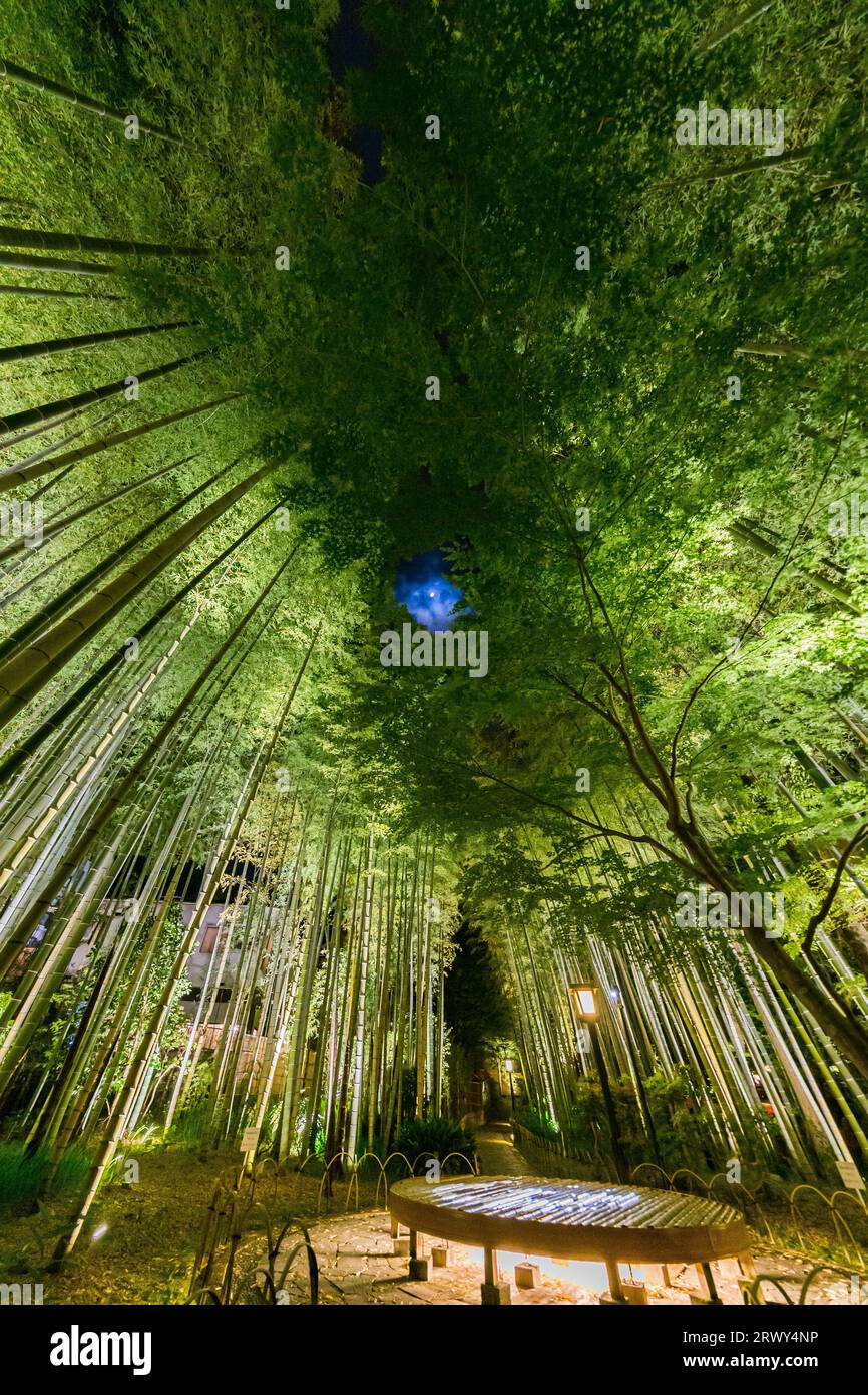 Shuzenji Onsen Surrounded by fresh green and illuminated by moonlight ...