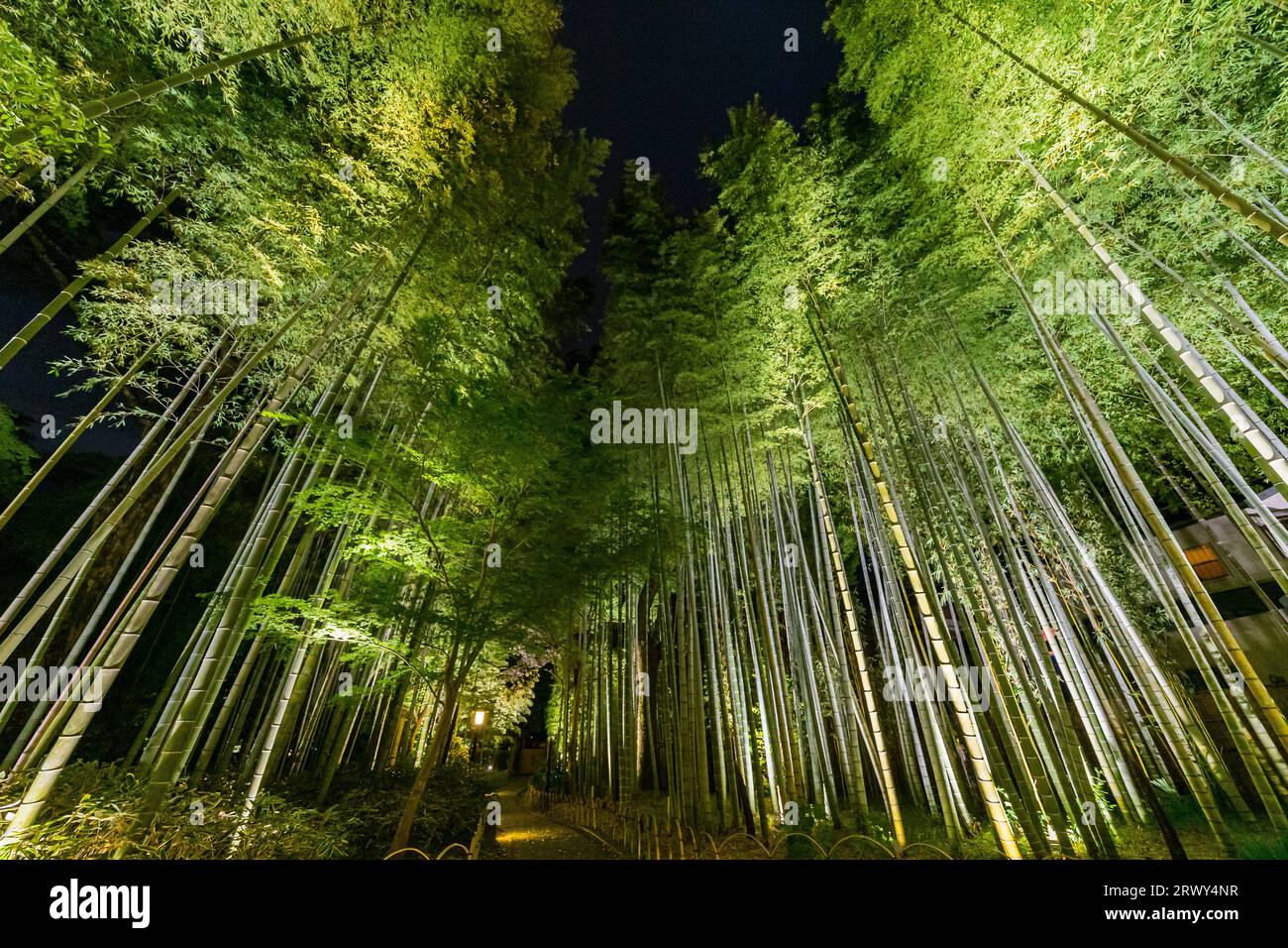 Shuzenji Onsen A small path through the bamboo grove surrounded by ...