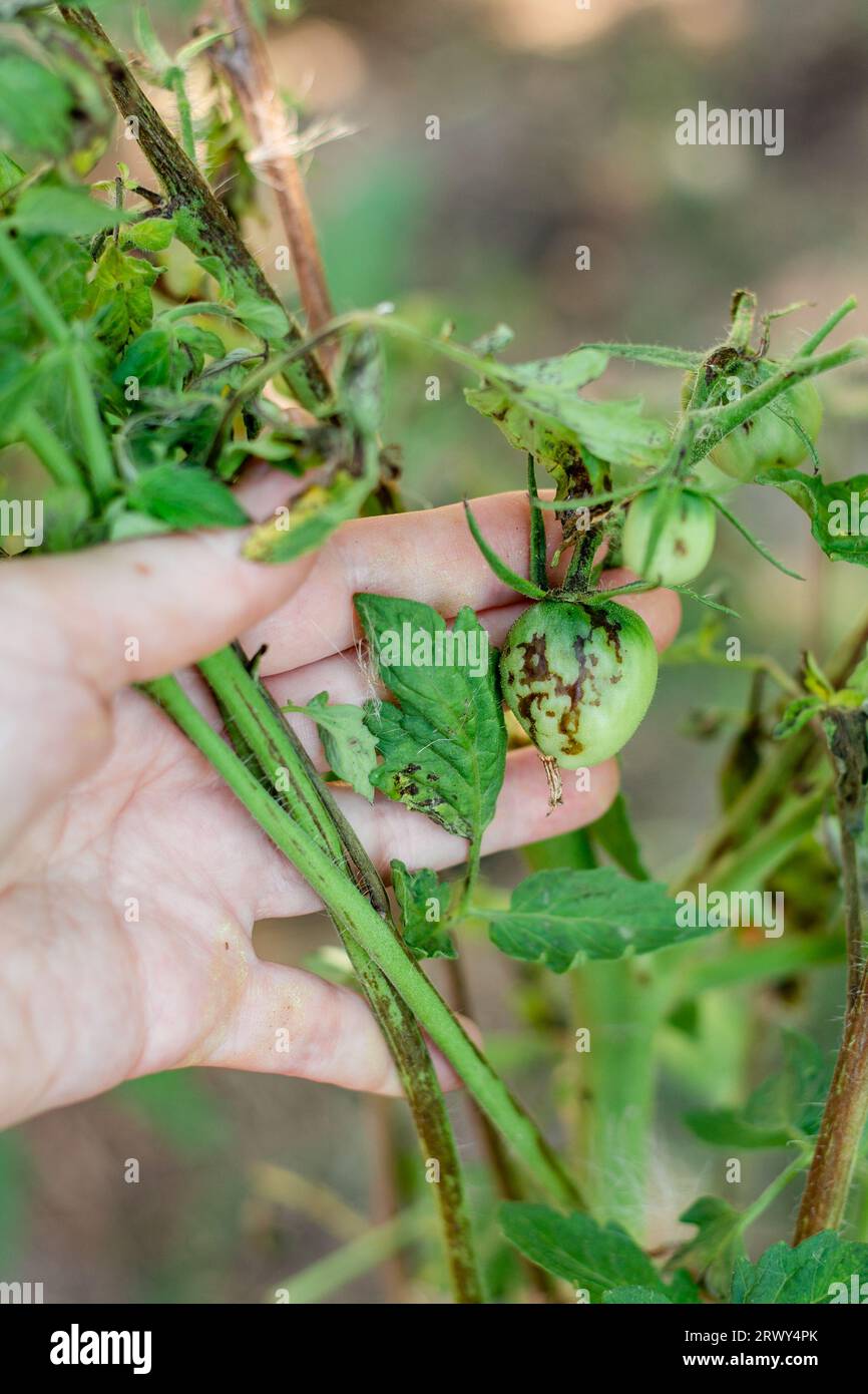 A gardener examines a sick tomato bush with withered leaves and spoiled ...