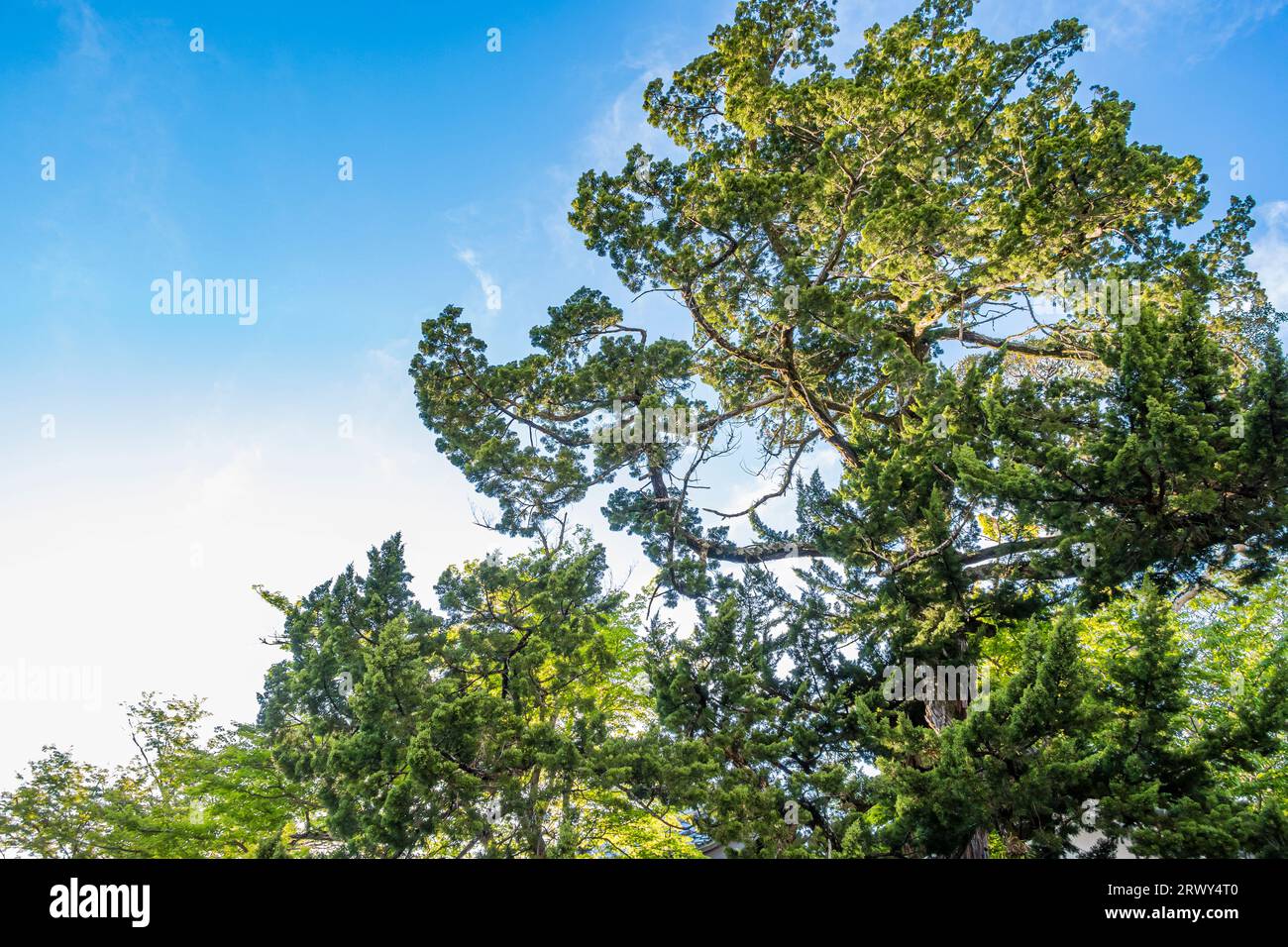 A large pine tree stands at the temple gate of Izu Shuzenji Temple ...