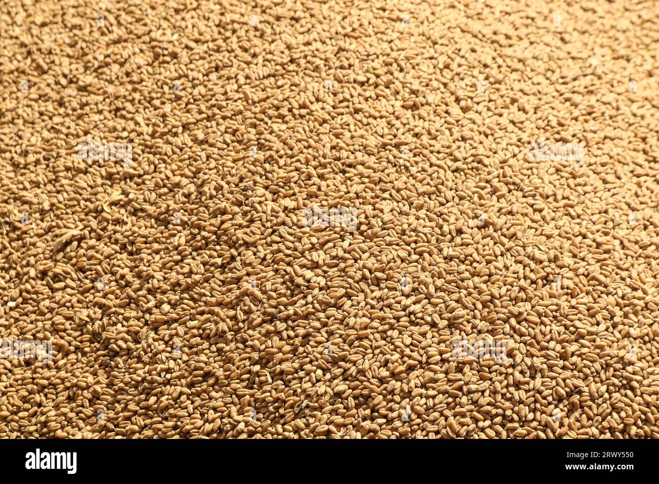 Nakuru, Kenya. 21st Sep, 2023. A view of freshly harvested wheat grain ...