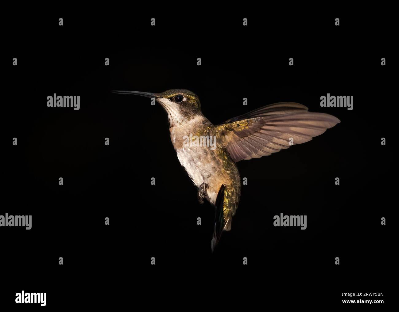 Hummingbird in Flight Stock Photo - Alamy