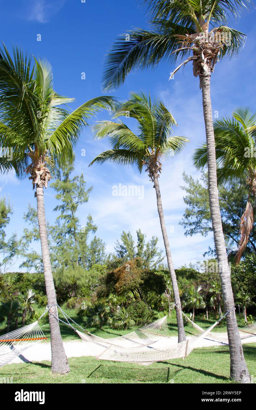 The morning view of beach palm trees with hammocks on Little Stirrup ...