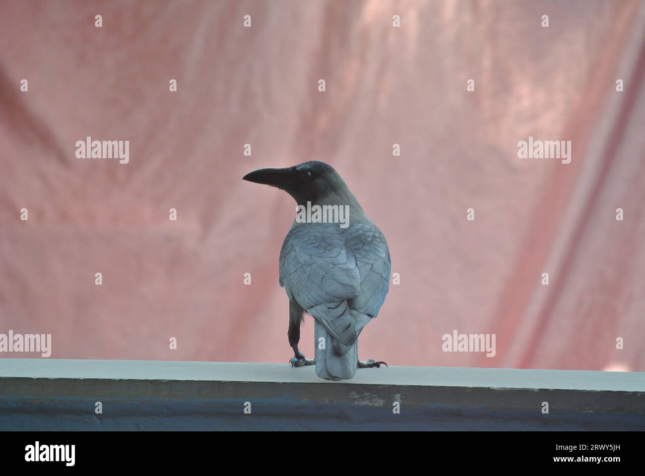Black crow looking to the left Stock Photo - Alamy