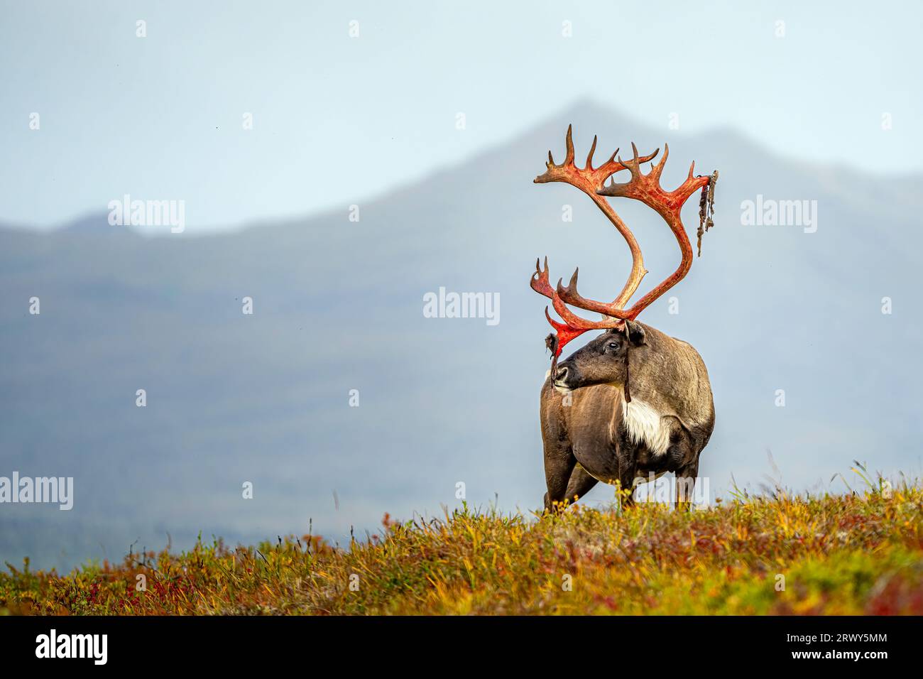 Alaska trophy caribou hi-res stock photography and images - Alamy