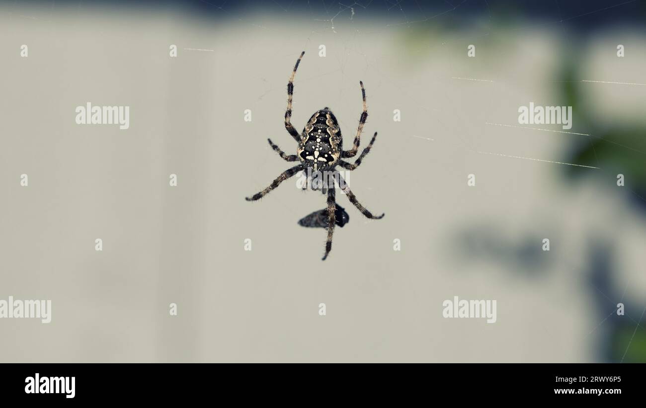 European garden spider with prey in spider web hi-res stock photography ...