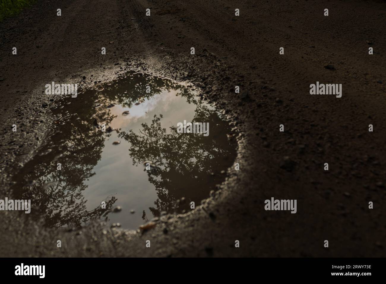 mirror reflection in a puddle in the forest Stock Photo - Alamy