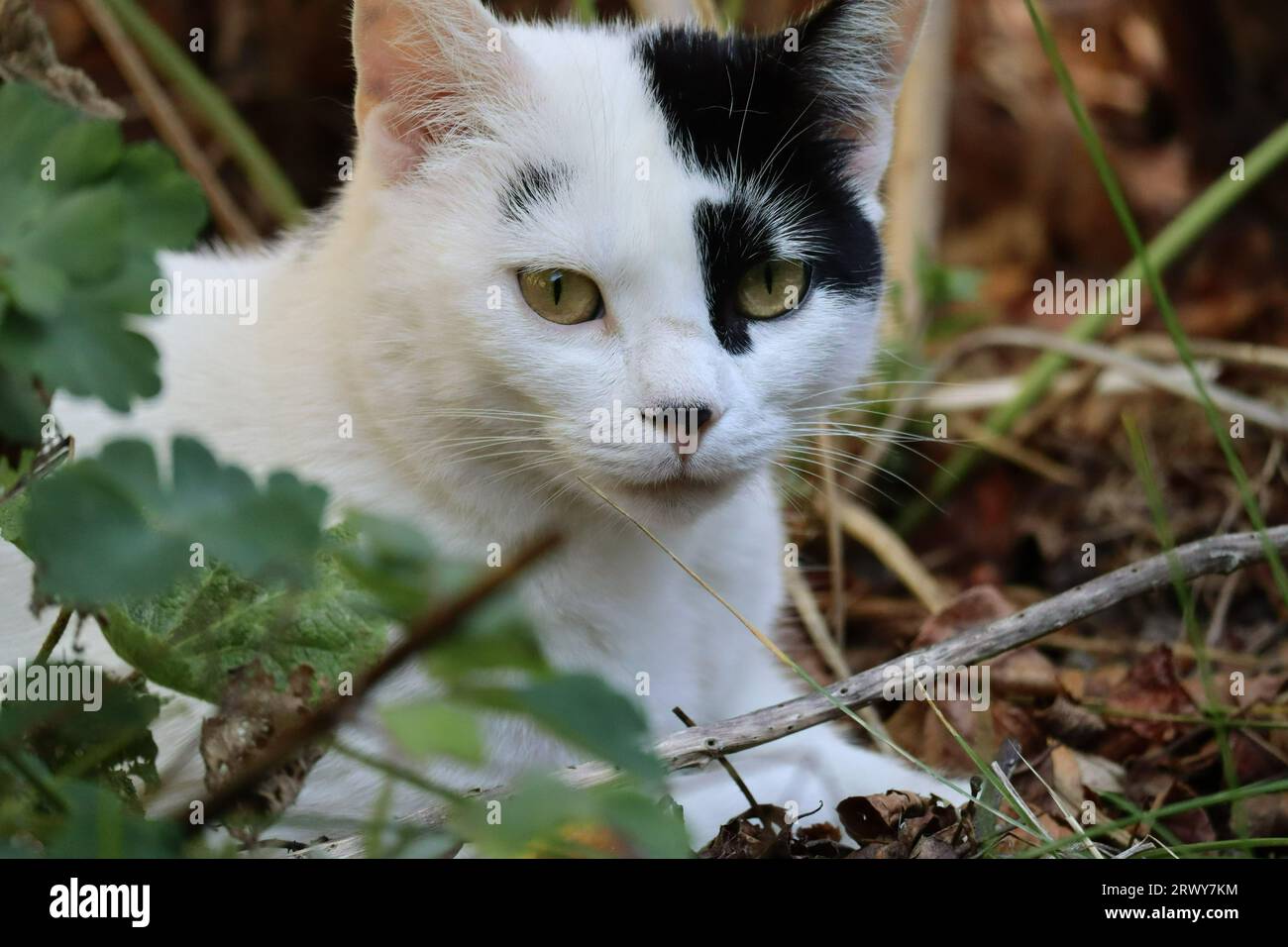 Cat from a distance hi-res stock photography and images - Alamy
