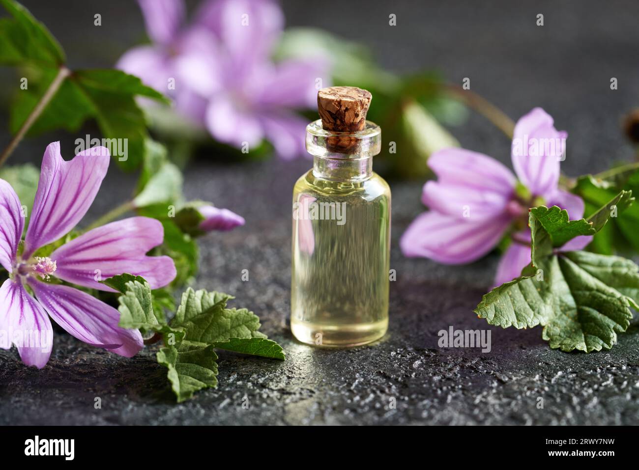 A transparent bottle of mallow essential oil with fresh malva ...
