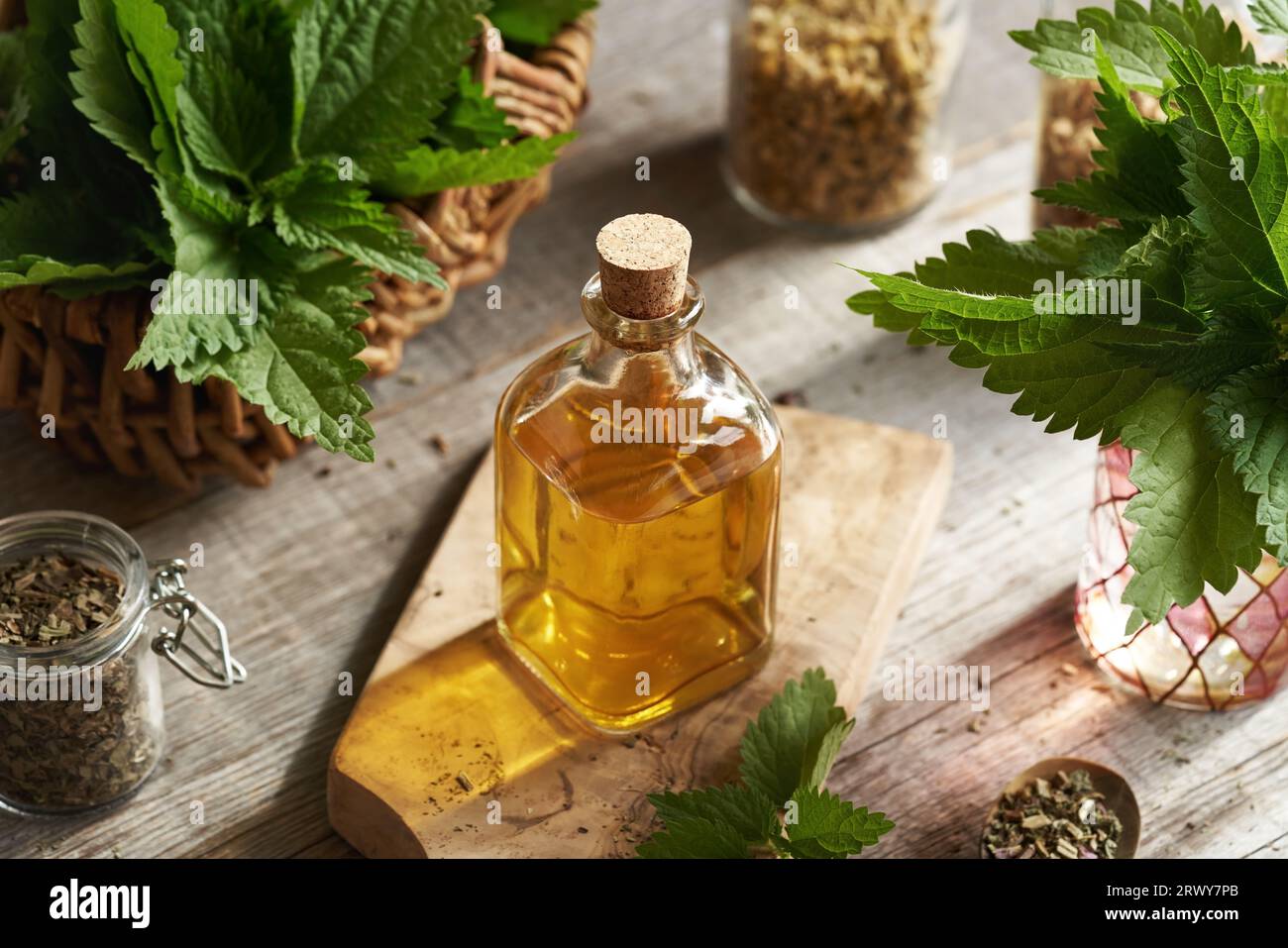 A bottle of herbal tincture with fresh and dry nettle leaves Stock ...