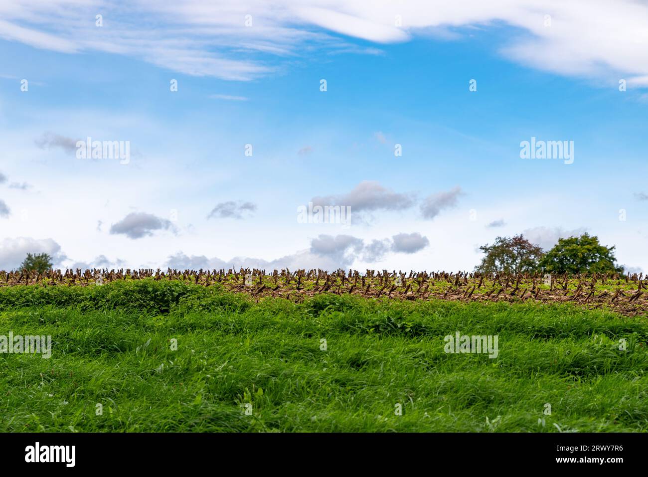 Clouds over corn field hi-res stock photography and images - Alamy