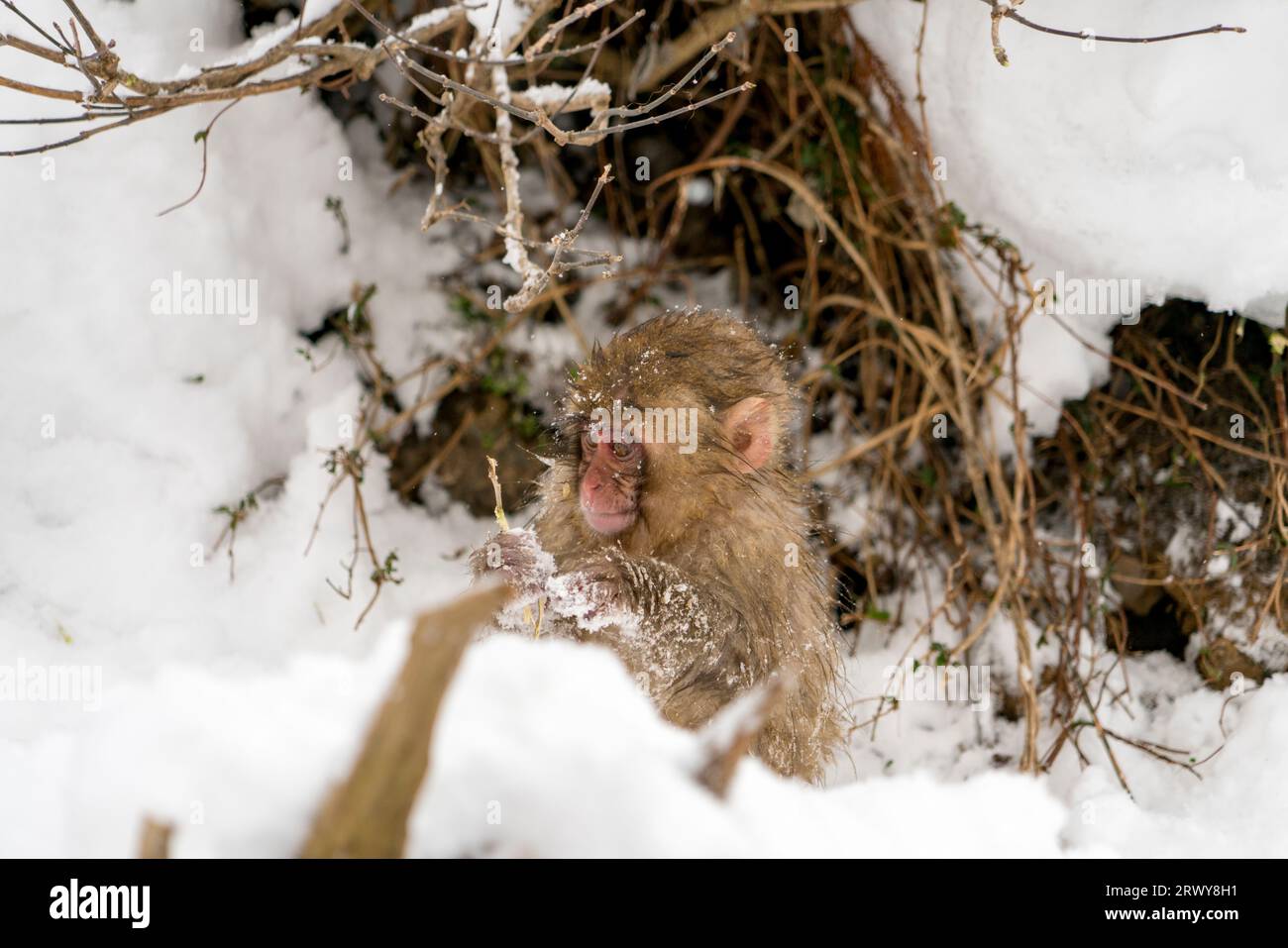 Monkey outdoors hi-res stock photography and images - Alamy