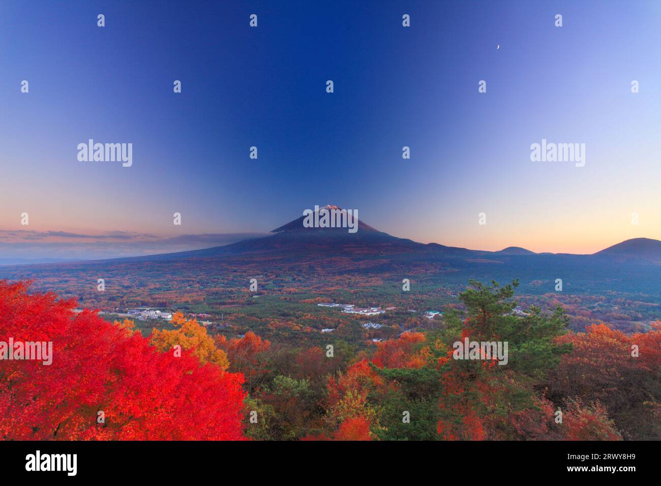 Mountain maple leaves mountain maple leaf hi-res stock photography and ...
