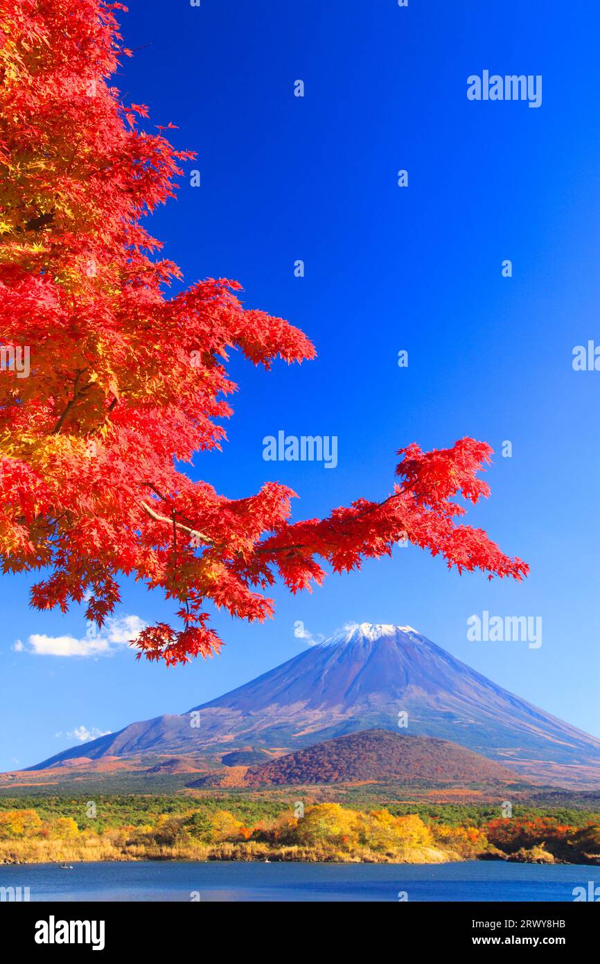 Autumn Color of Maple Trees and Mt. Fuji and Lake Shojin Stock Photo ...