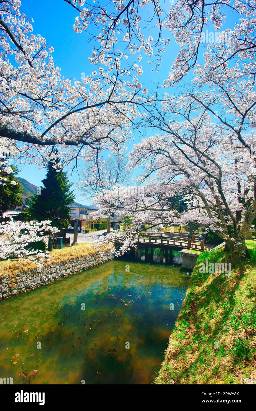 Cherry blossoms, moat and Otemon Bridge in Tatsuoka Castle Goryokaku ...
