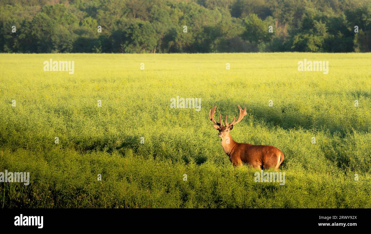 Deer facing front hi-res stock photography and images - Alamy