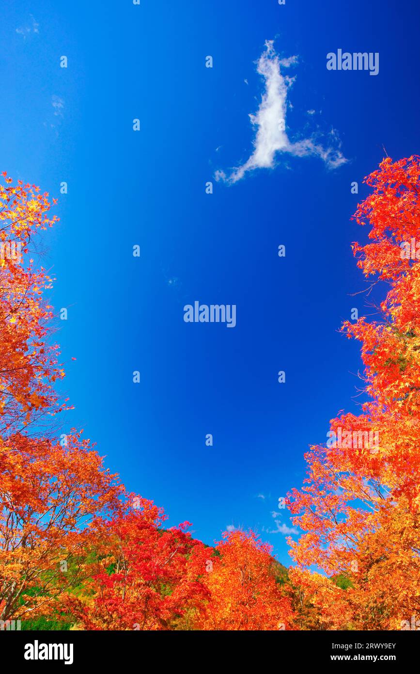 Maple leaves and human-shaped cloud at Jibezaka Plateau Stock Photo - Alamy