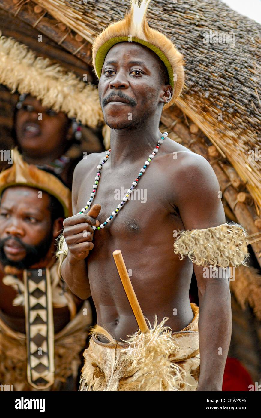 Native male Zulu dancer during in tradional dress performing during ...