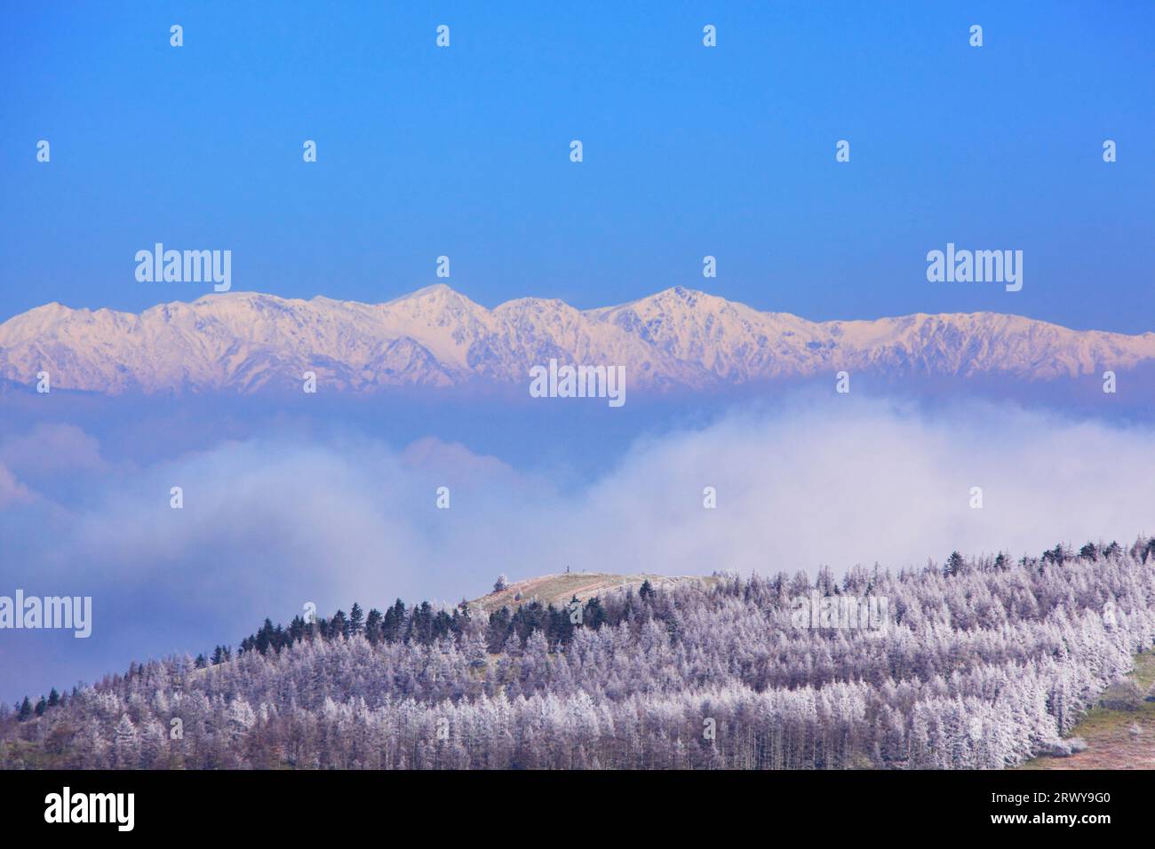 The Hakuba mountain range seen from Ohgahana, the larch forest with fog ...