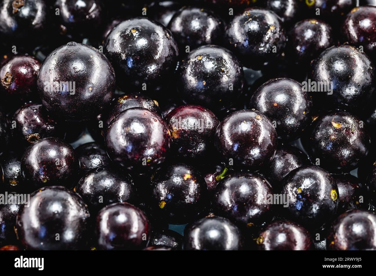 The jabuticaba or jaboticaba is the fruit of the jaboticabeira or ...