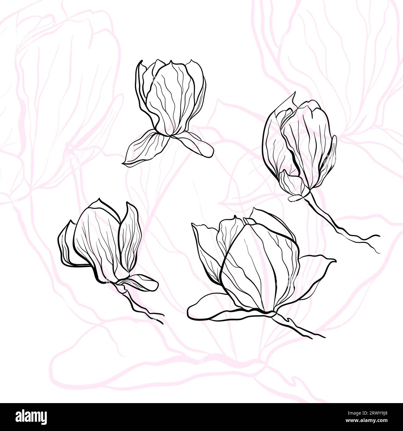 White magnolia flower flowers Stock Vector Images - Alamy