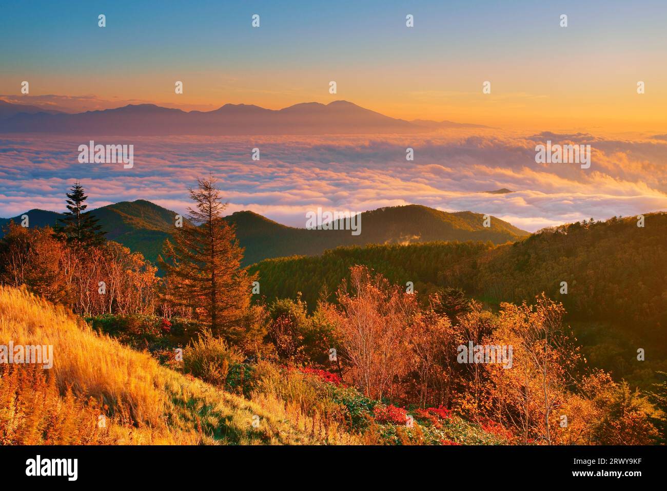 Morning Sea of Clouds, Mt. Asama and Tree Forest with Autumn Leaves ...