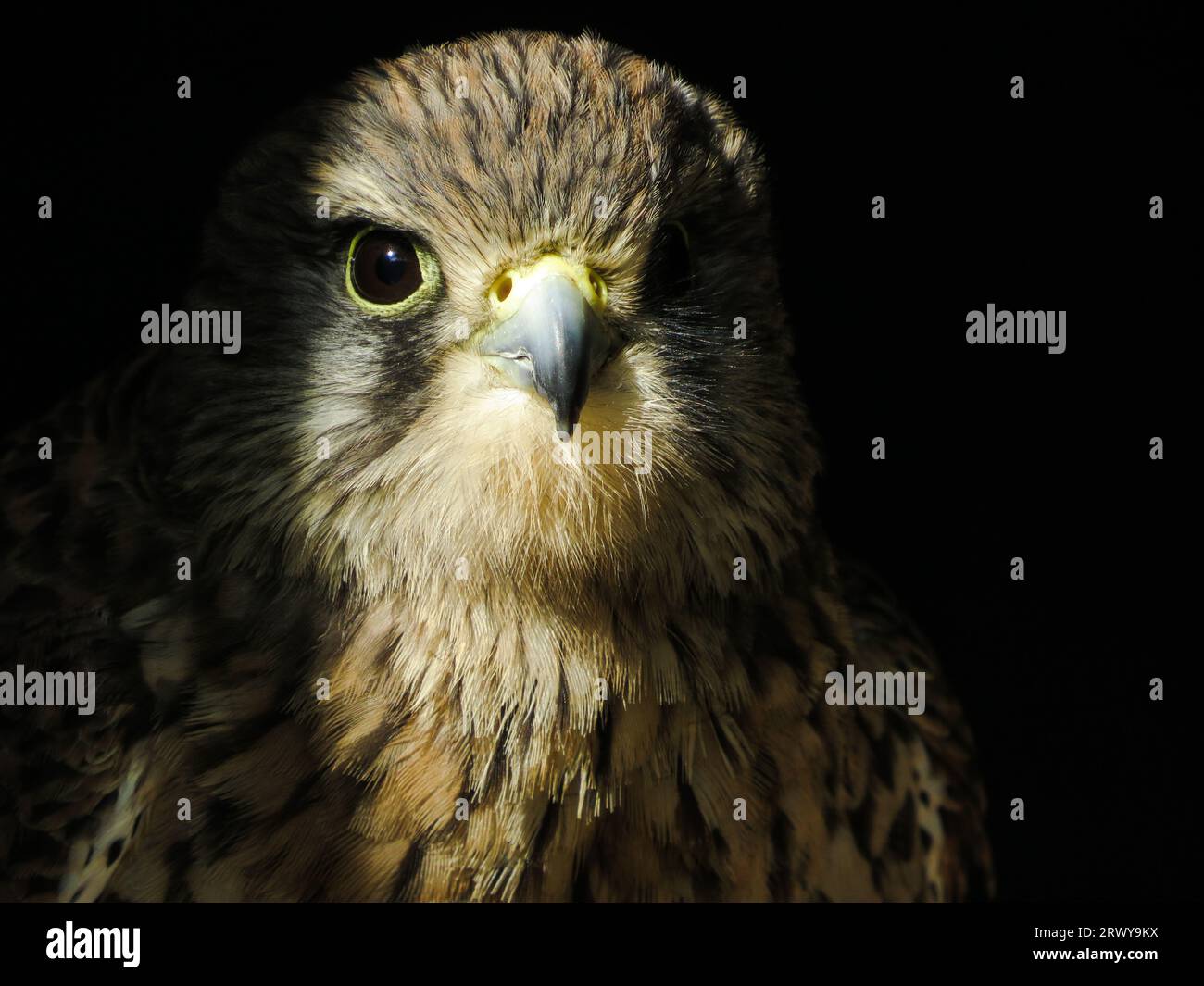 Suffolk Owl Sanctuary - Birds of Prey Stock Photo - Alamy