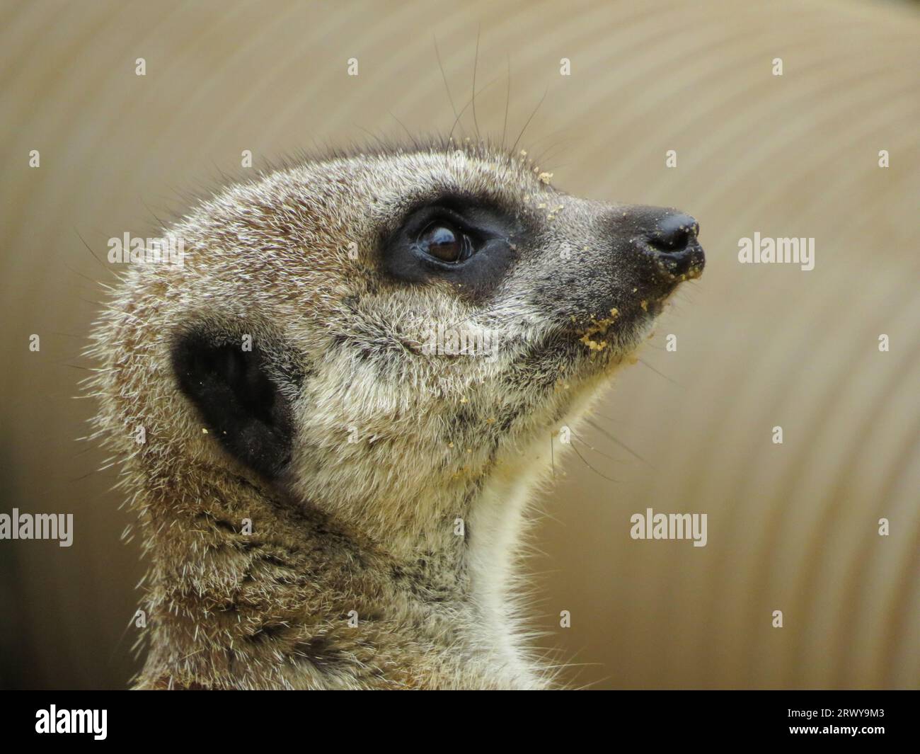 Suffolk Owl Sanctuary - Birds of Prey Stock Photo - Alamy