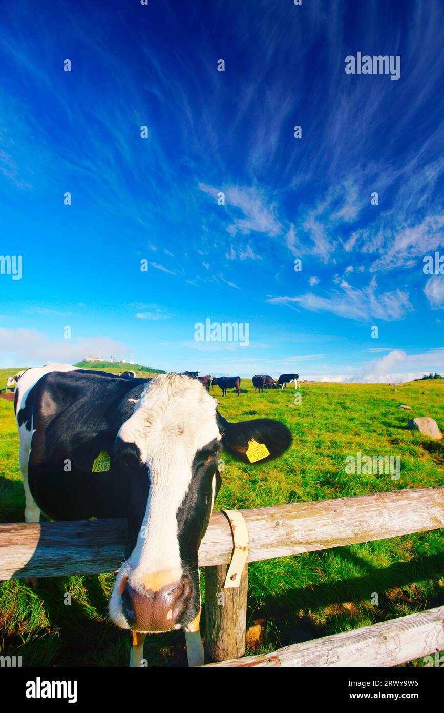 Close up holstein hi-res stock photography and images - Alamy