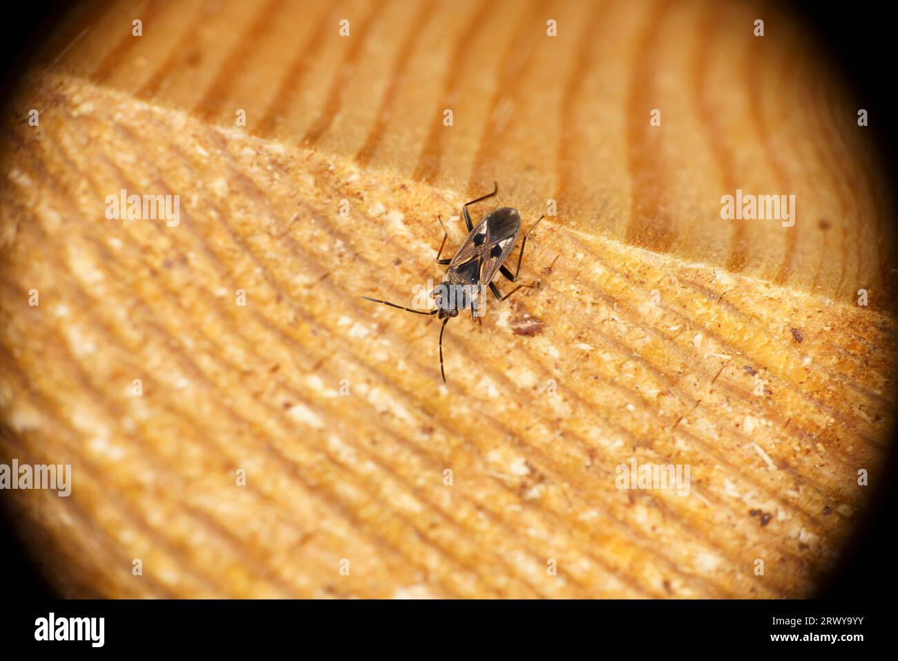 Rhyparochromus vulgaris Family Rhyparochromidae Genus Rhyparochromus ...