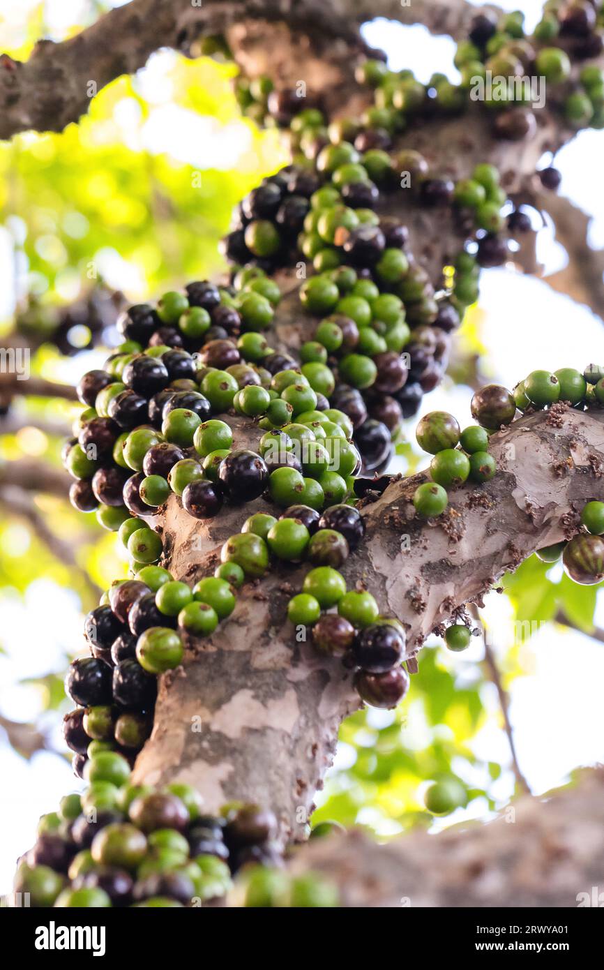 jabuticaba or jaboticaba is the fruit of the jaboticabeira or ...