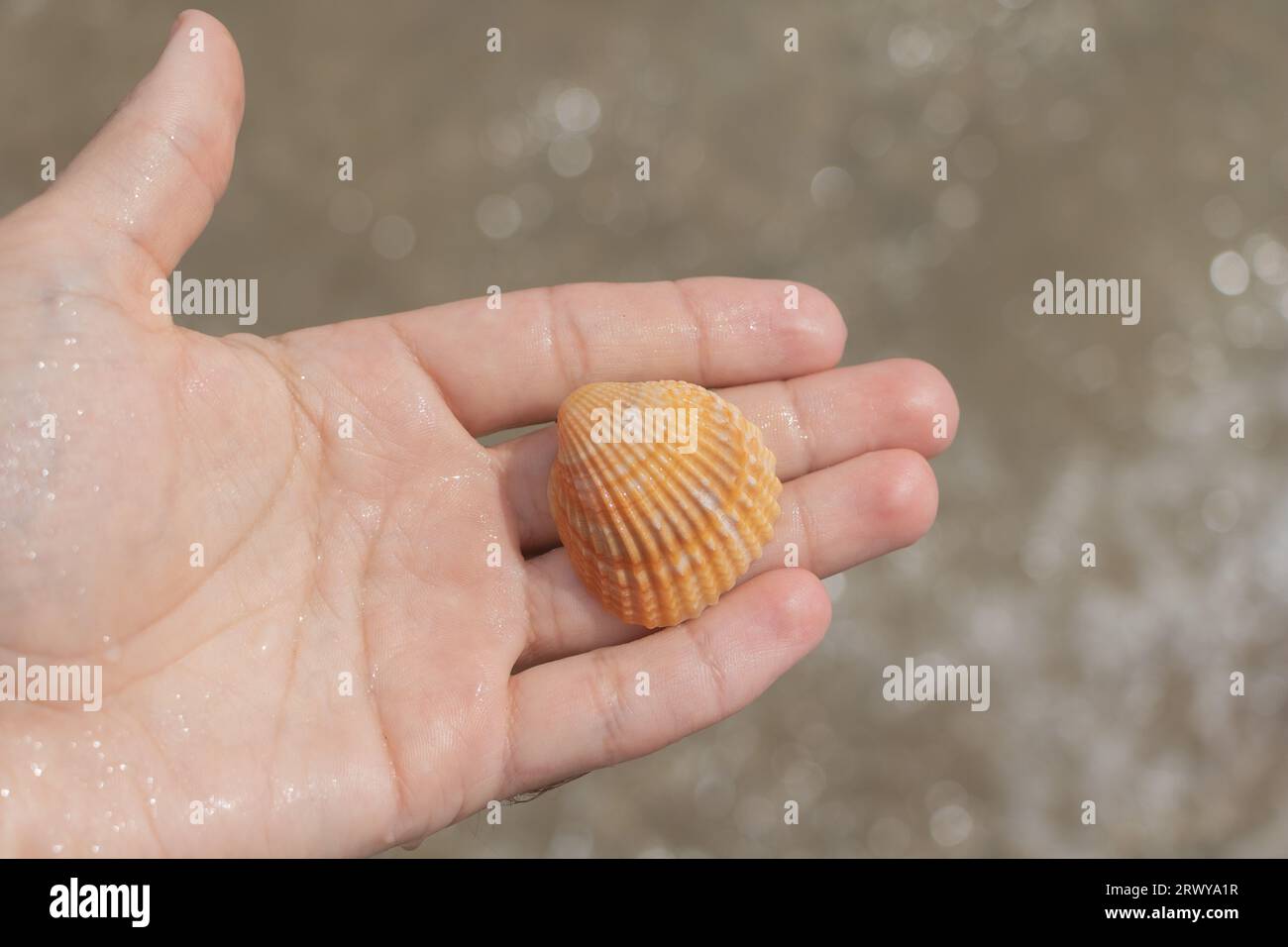 Man hand holding a seashell on the background of the sea and sand Stock ...