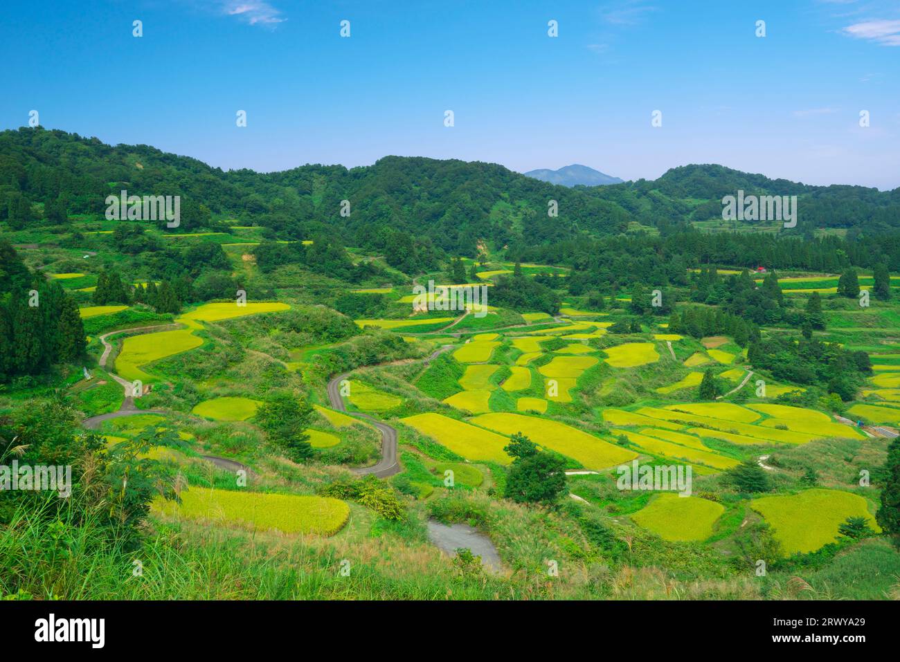 Terraced rice fields of Hoshitoge in golden color Stock Photo - Alamy