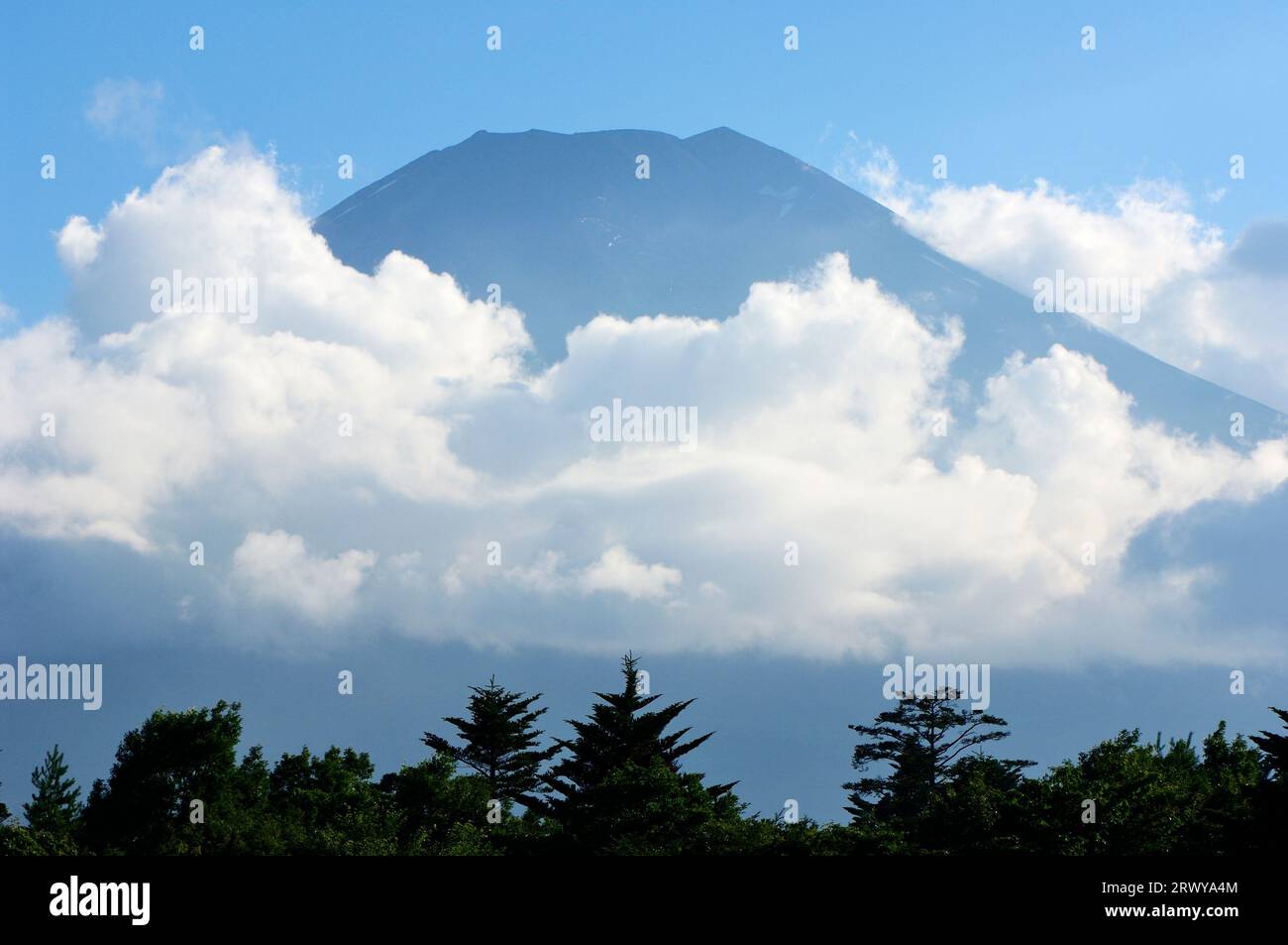 Spruce pure forest hi-res stock photography and images - Alamy