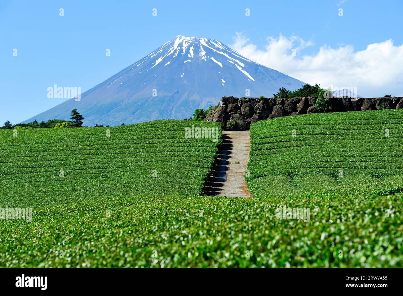 Tea fields and Mt. Fuji seen from Imamiya, Fuji City Stock Photo - Alamy