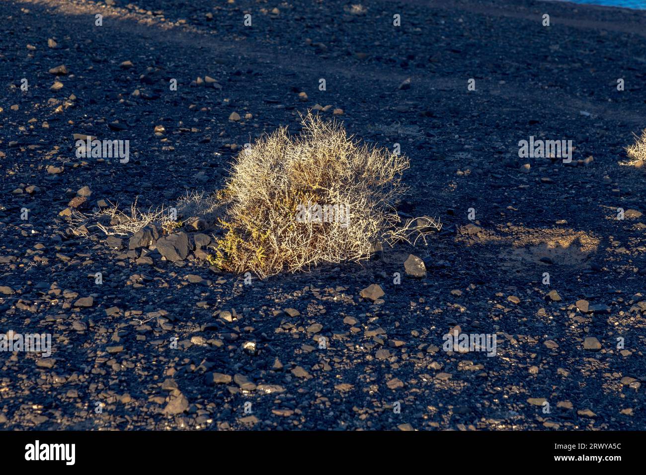 detail of Plants growing on the soil of ash, lapilli and volcanic rock ...