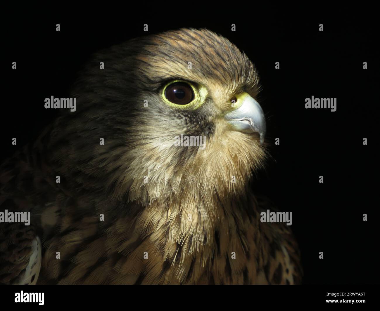 Suffolk Owl Sanctuary - Birds of Prey Stock Photo - Alamy