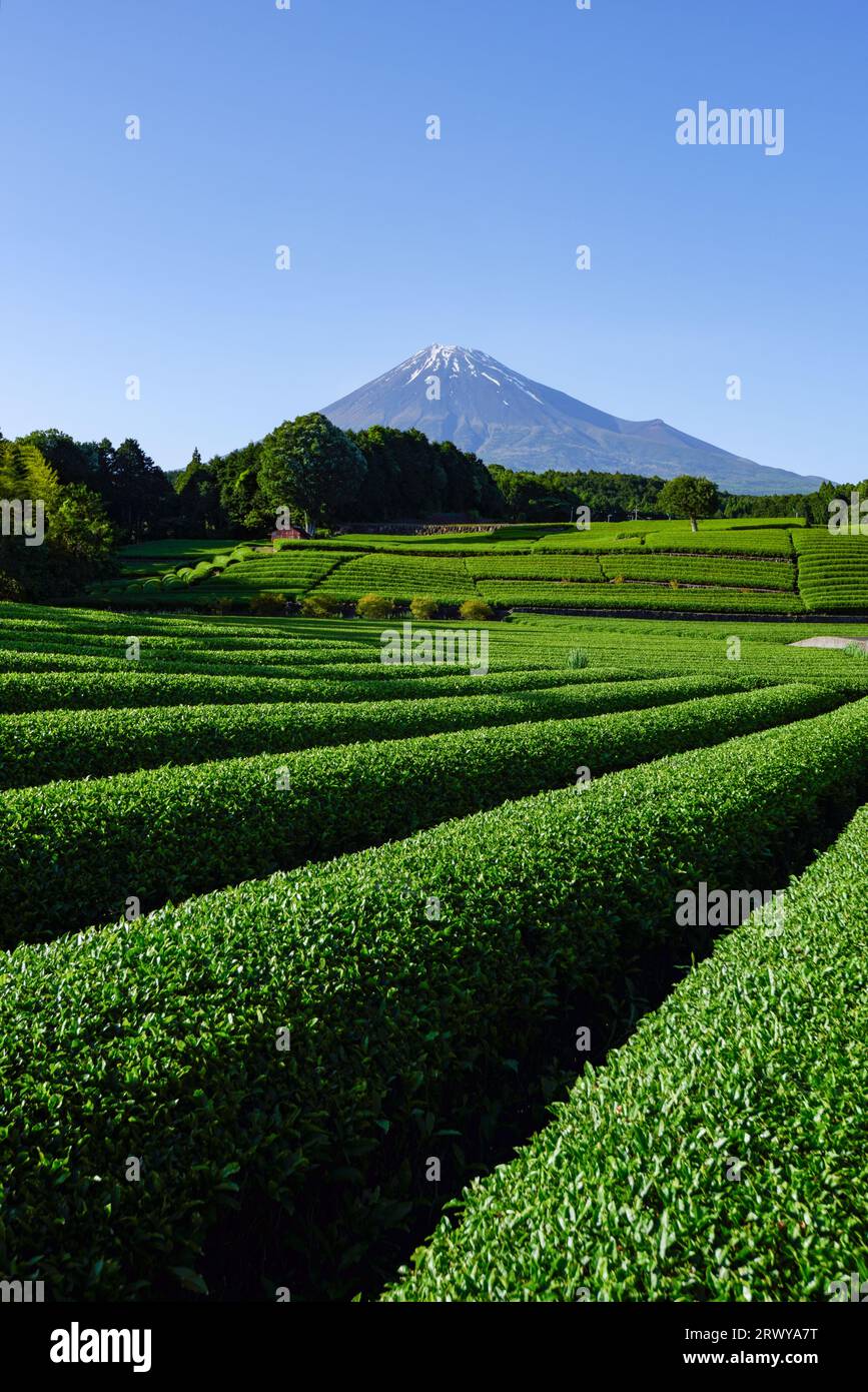 Obuchi hi-res stock photography and images - Alamy